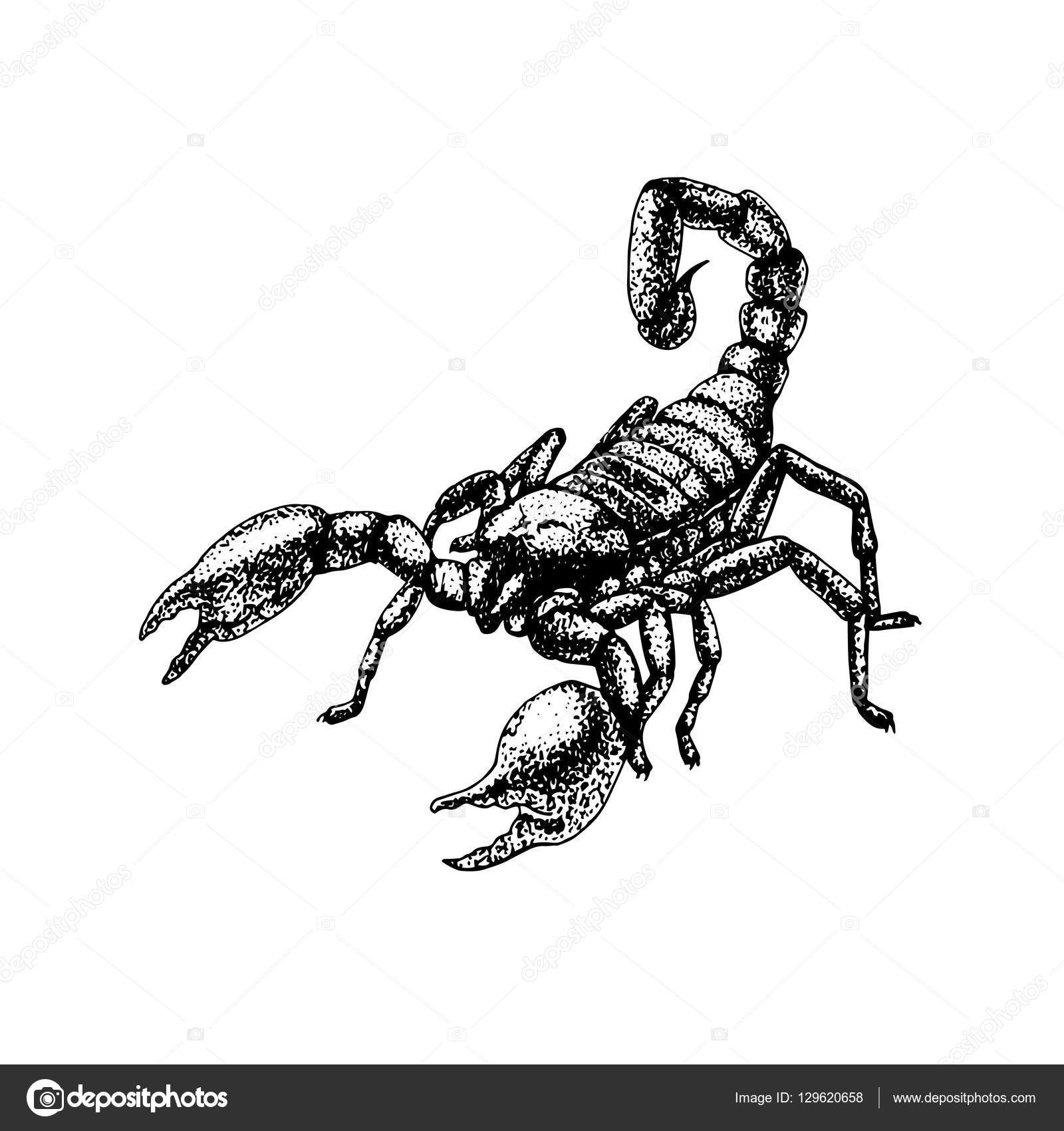 Realistic Scorpion Drawing