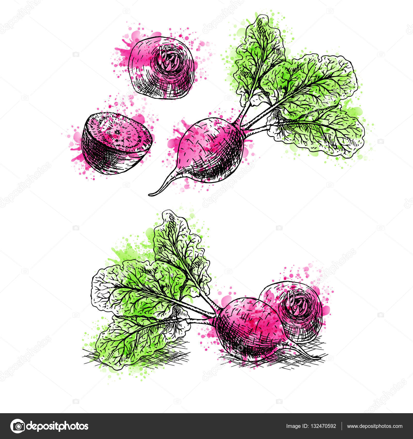 Watercolor Hand drawn set of beets. Vector sketch Stock Illustration by ...