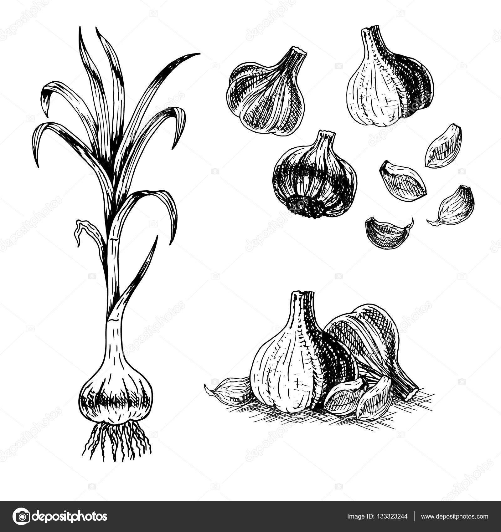 Garlic Sketch