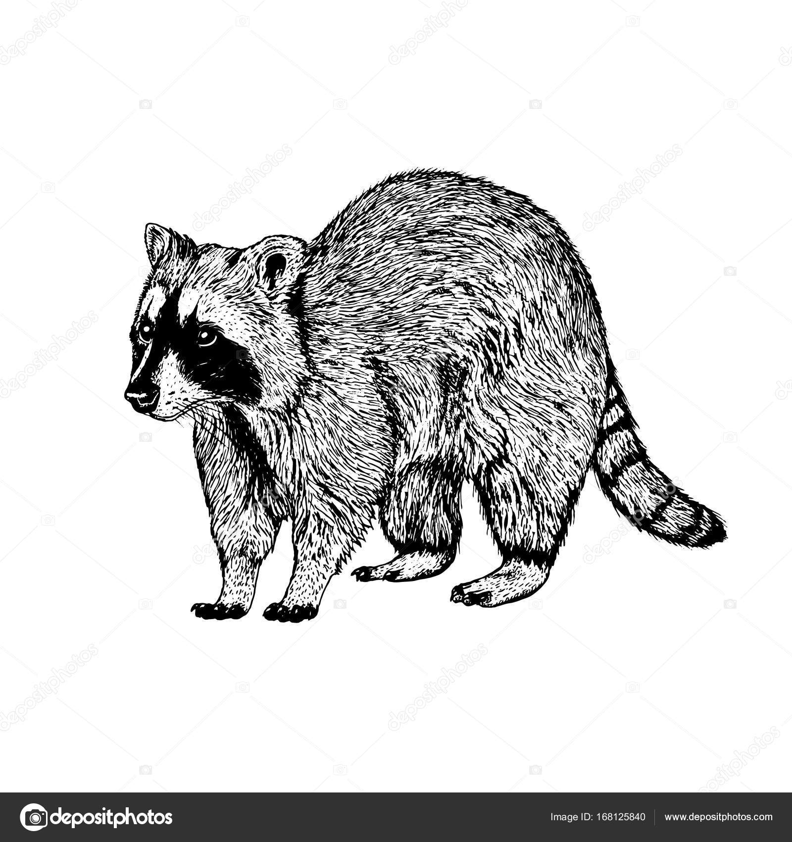 Hand drawn raccoon. Vector sketch. Stock Vector by ©airin.dizain 168125840