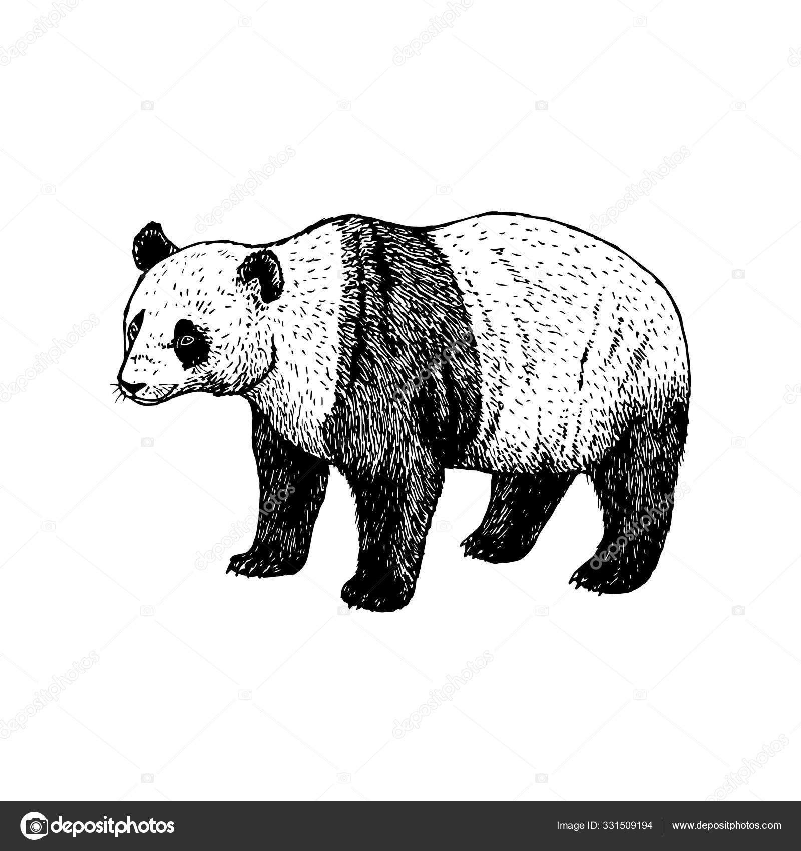 Hand drawn panda. Vector black white sketch. Stock Vector Image by ...