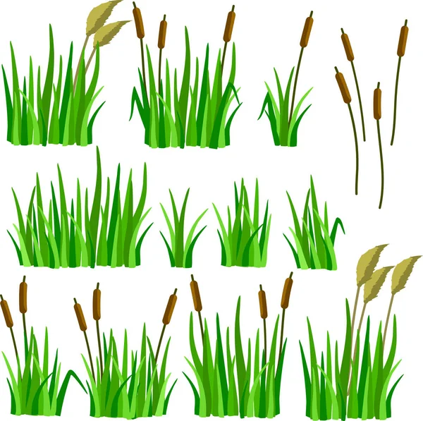 A set of cartoon grass, reeds and canes — Stock Vector © itsmokko ...