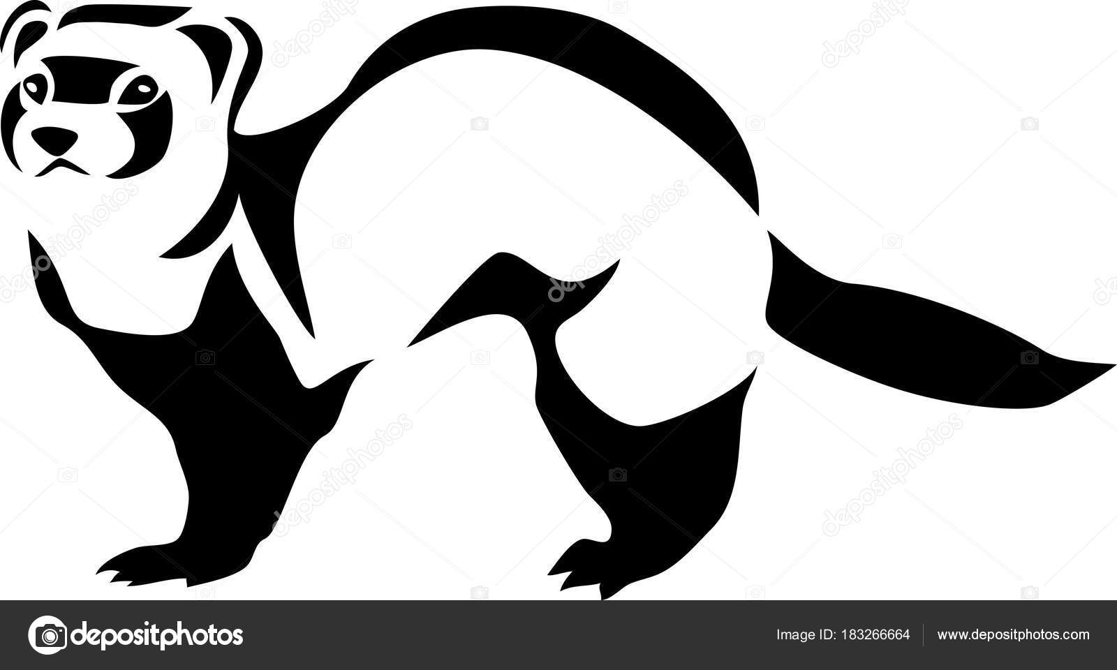 Black And White Ferret