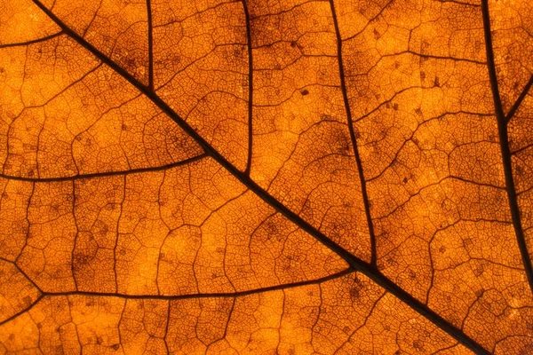 Leaf under microscope Stock Photos, Royalty Free Leaf under microscope ...