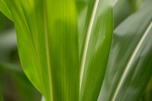 Corn leaves Images - Search Images on Everypixel