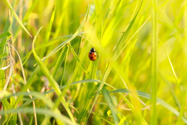 Nature green grass background. Two ladybugs closeup macro image — Stock ...