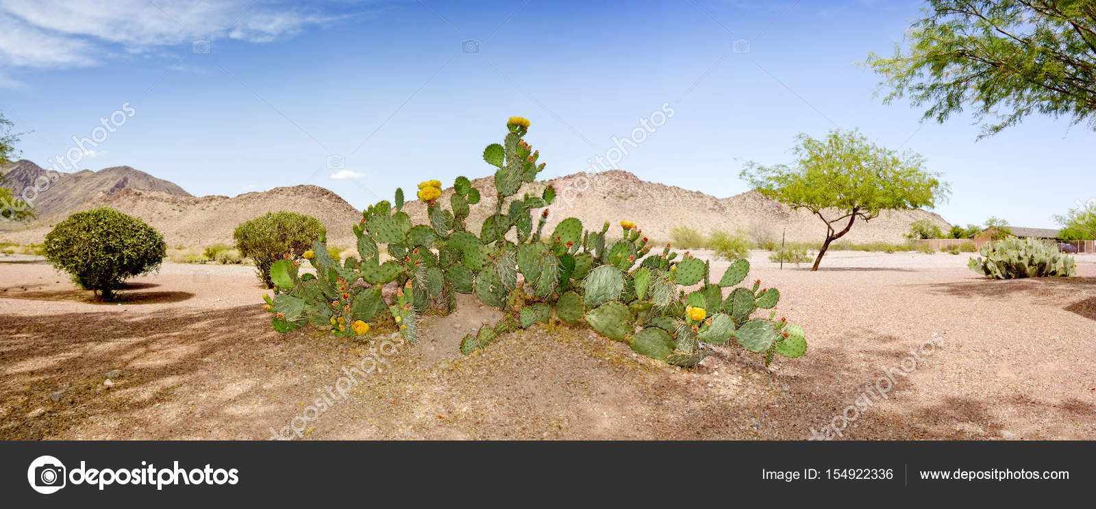 Arizona Desert Backyard Stock Photo by ©Foto.Toch 154922336