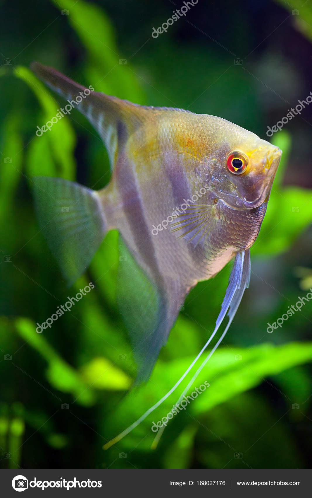 Silver Black and Gold colored Angelfish — Stock Photo © Foto.Toch ...