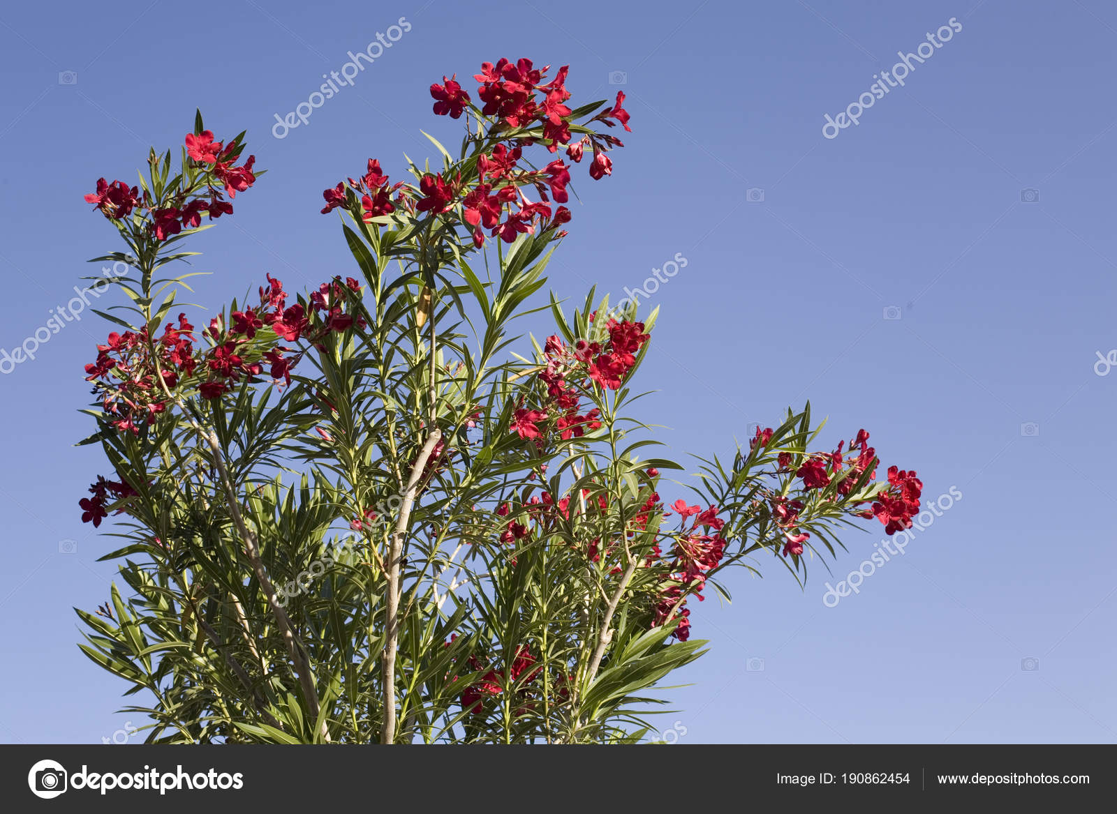Images: adelfa flower | Adelfa Red Oleander — Stock Photo © Foto.Toch ...