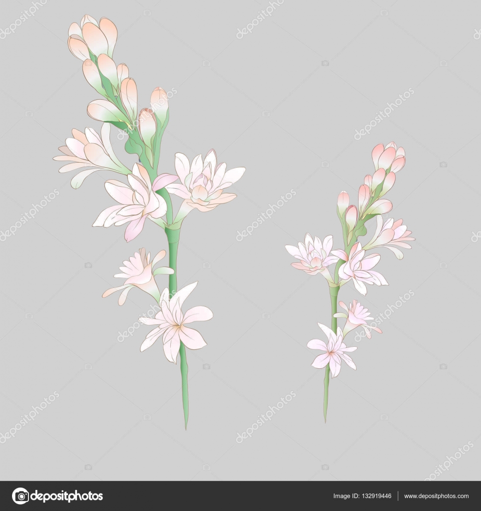 Tuberose vector image, line drawing. ⬇ Vector Image by © Gvinevera88 ...
