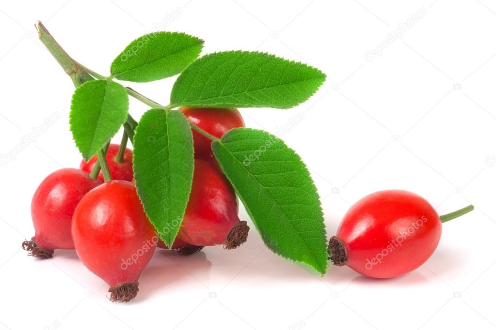 rama rosa mosqueta con hojas aisladas sobre fondo blanco 2024