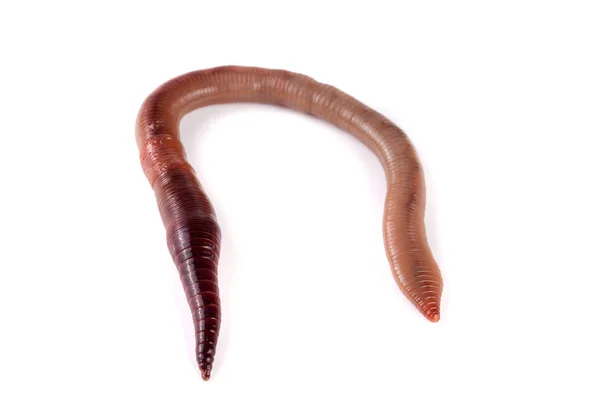 Racimo de lombrices aisladas sobre fondo blanco macro: fotografía de ...