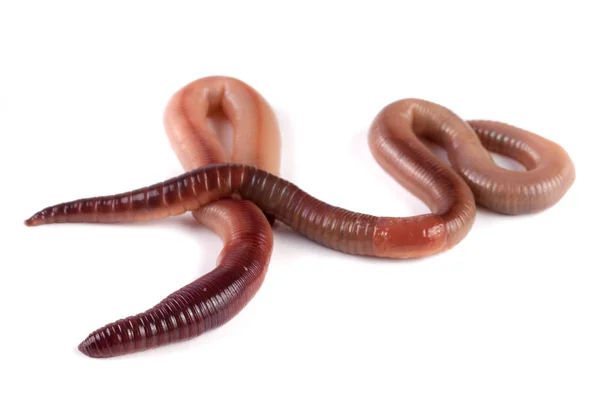 Earthworm Stock Photos, Royalty Free Earthworm Images | Depositphotos