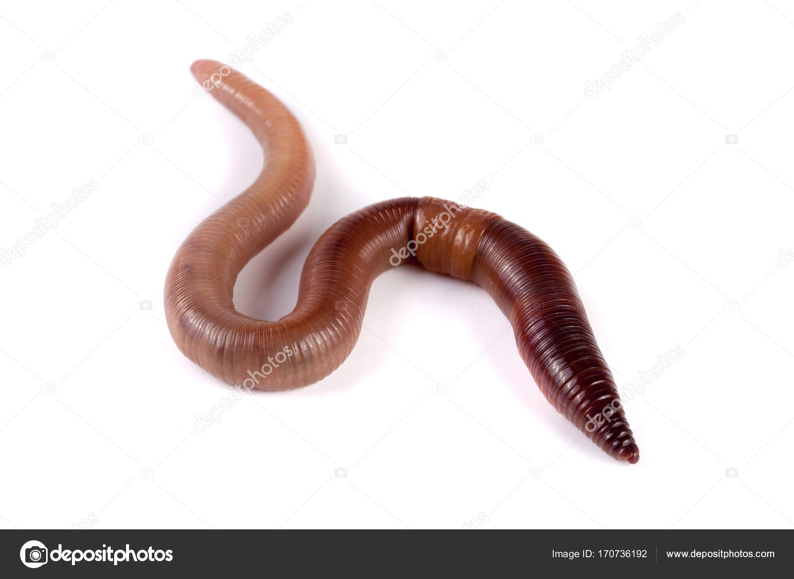 Una lombriz aislada sobre fondo blanco — Foto de stock #170736192 ...