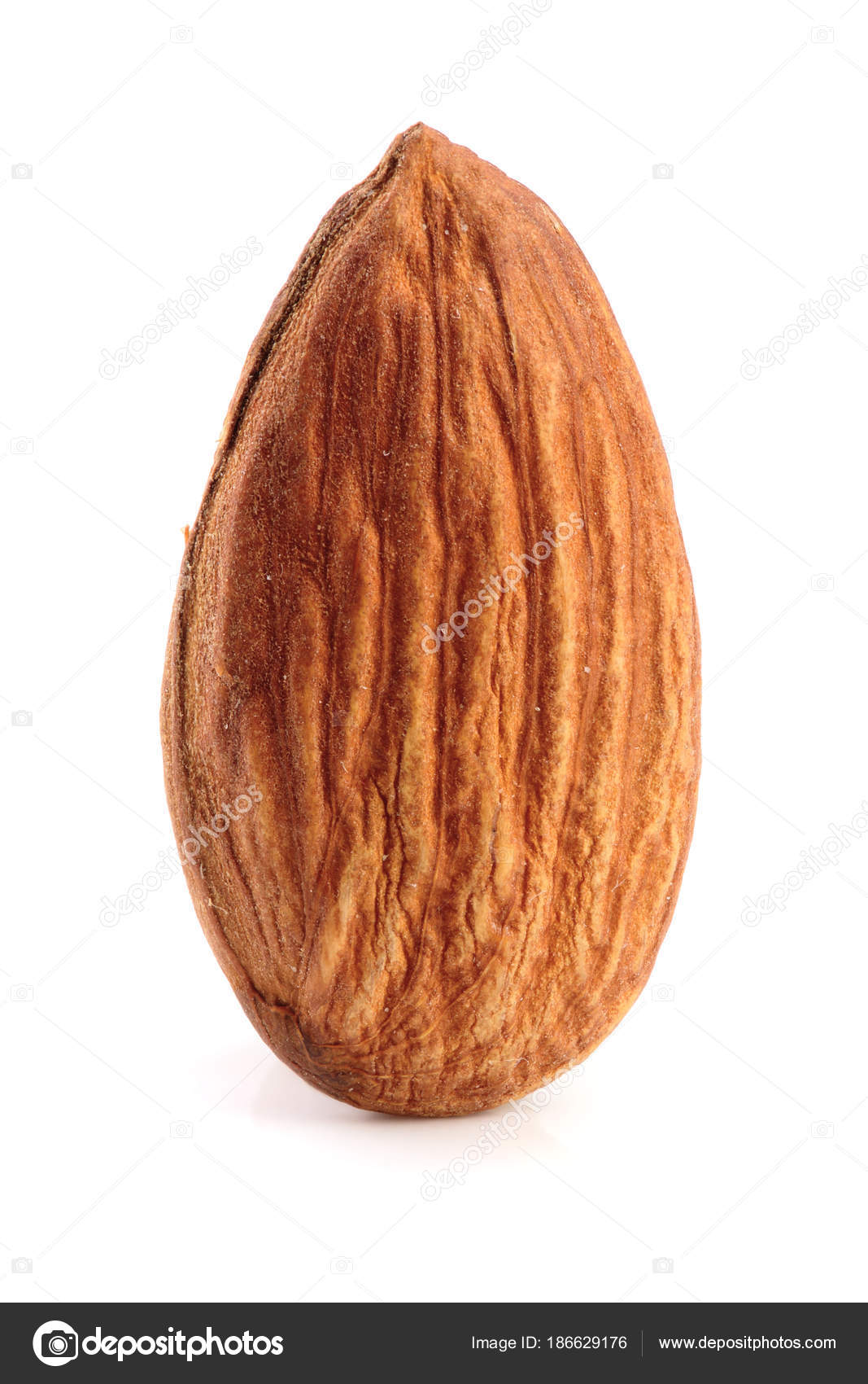 One Almond Nut