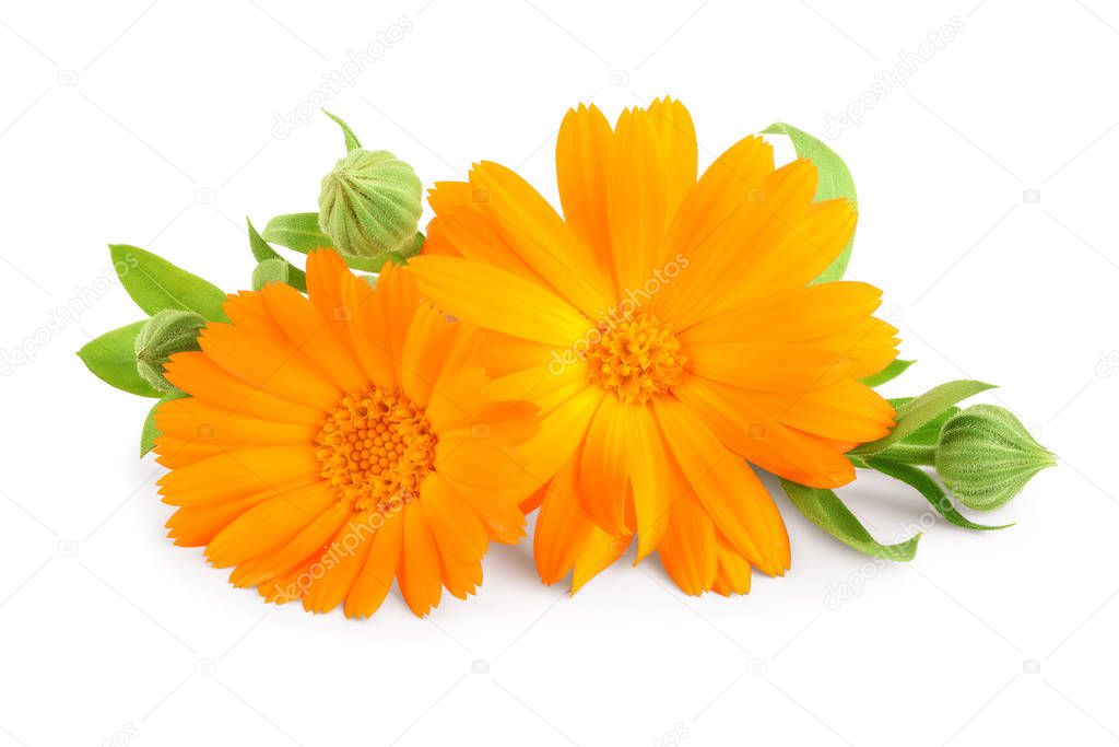 Caléndula. Flor de caléndula con hojas aisladas sobre fondo blanco 2023
