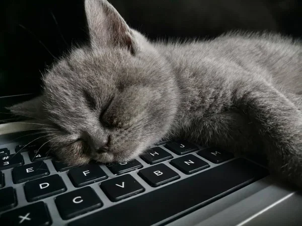 Sleepy Kitten Keyboard
