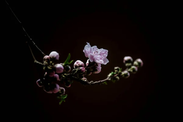 Flower black background Stock Photos, Royalty Free Flower black ...