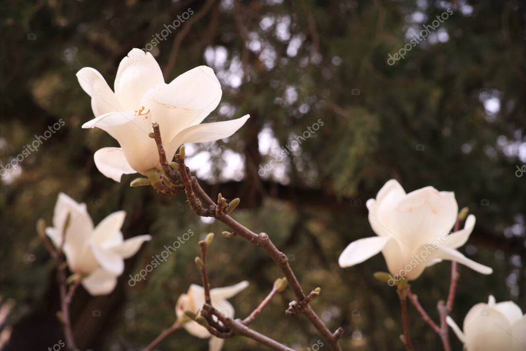 hermosas flores de magnolia blanca en el jardín 2022