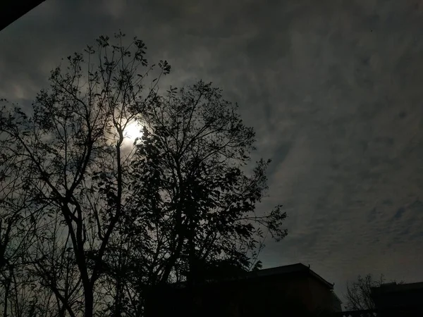 beautiful night sky with trees - Stock Image - Everypixel