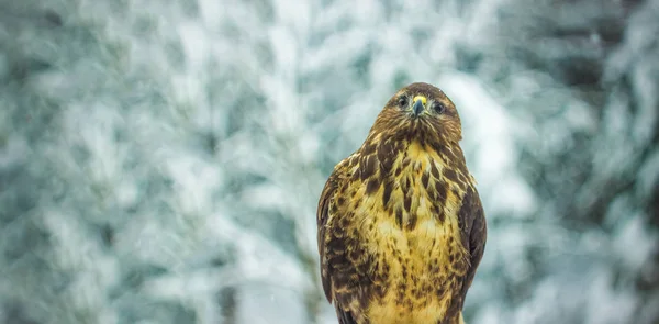 Fantasy hawk Stock Photos, Royalty Free Fantasy hawk Images | Depositphotos