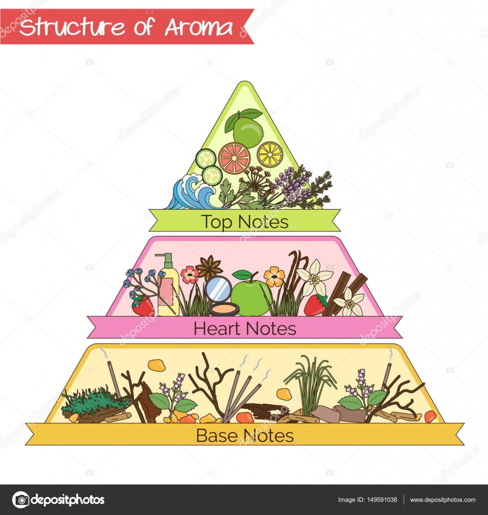 Structure of aroma infographic pyramid. Stock Vector Image by ©Medeja ...