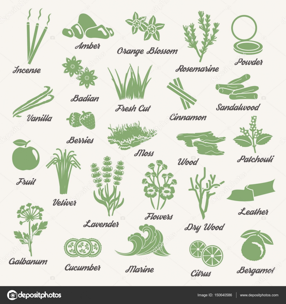 One color aromatic herbs and plants icons Stock Vector by ©Medeja 150640586