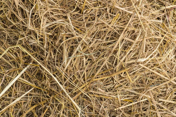 Dead grass texture — Stock Photo © vlue #4625201