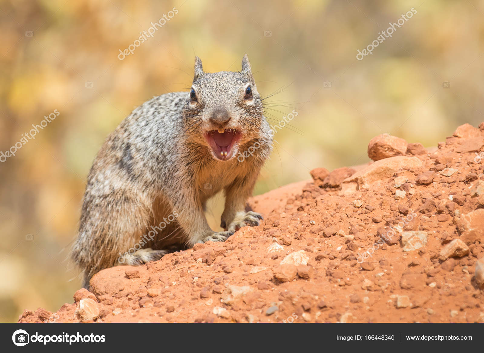 Angry Squirrel Pictures