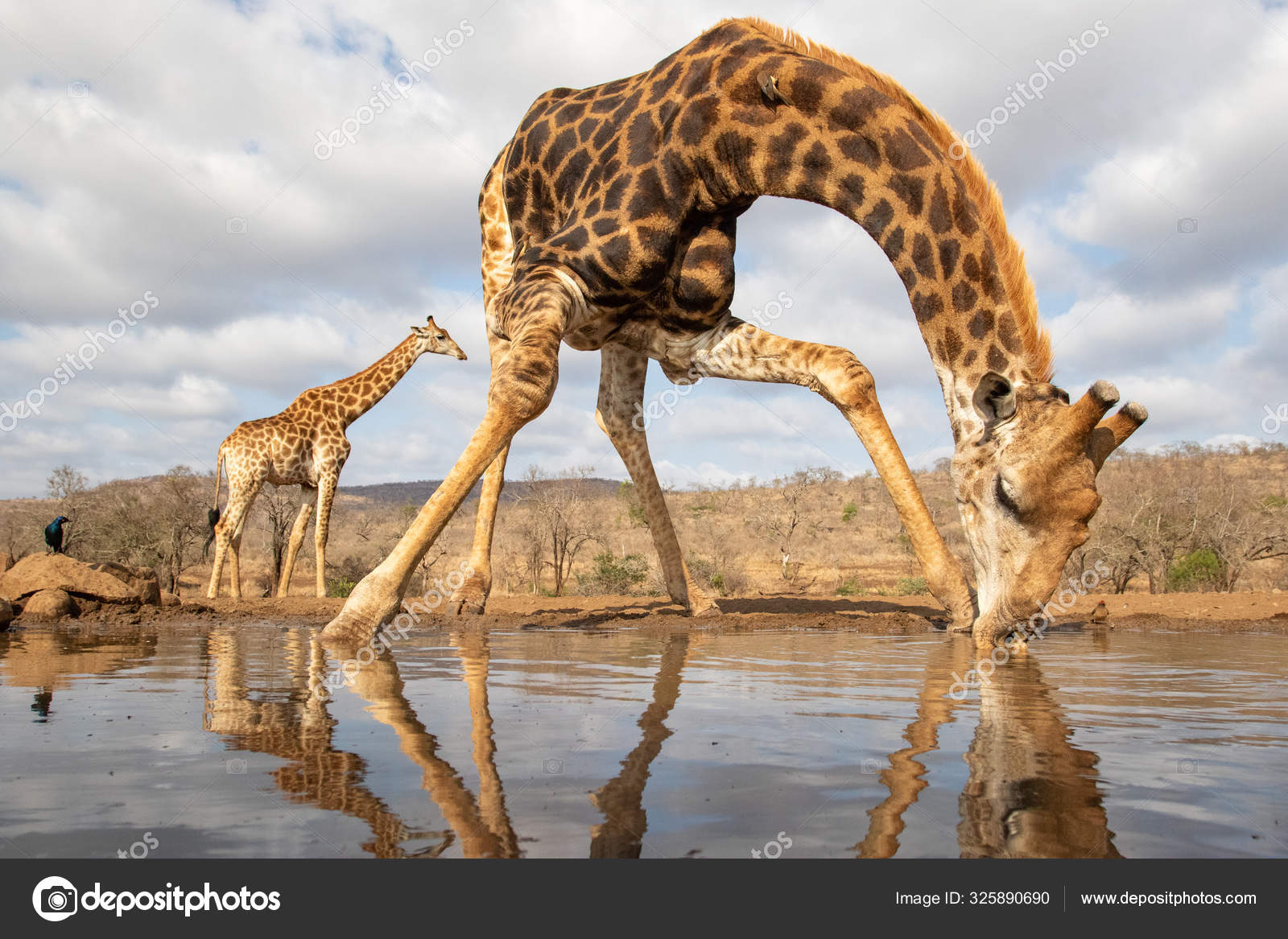 Baby Giraffe Drinking Water