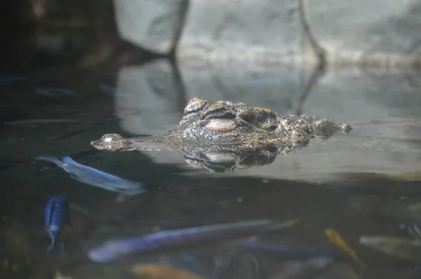 Dwarf crocodile Stock Photos, Royalty Free Dwarf crocodile Images ...