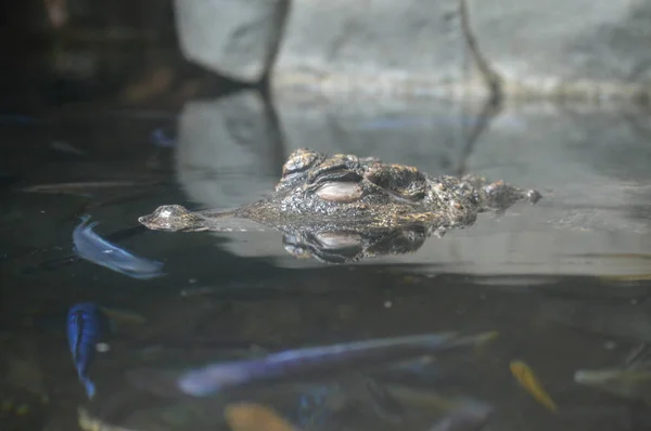 Dwarf crocodile Stock Photos, Royalty Free Dwarf crocodile Images ...