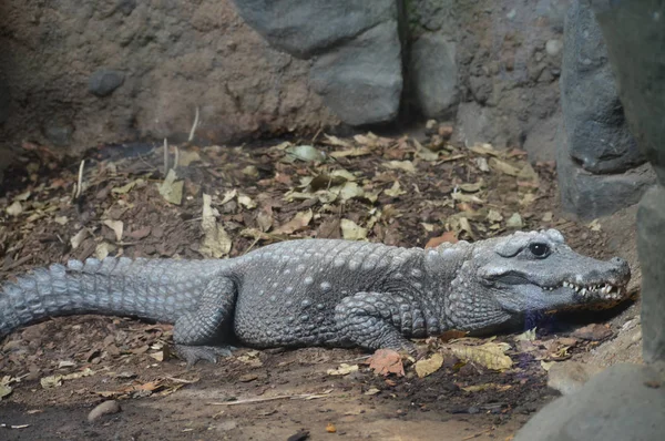 Dwarf crocodile Stock Photos, Royalty Free Dwarf crocodile Images ...