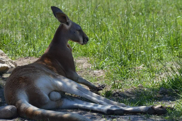 A women long legs and totally women walks into a roo faull of images ...