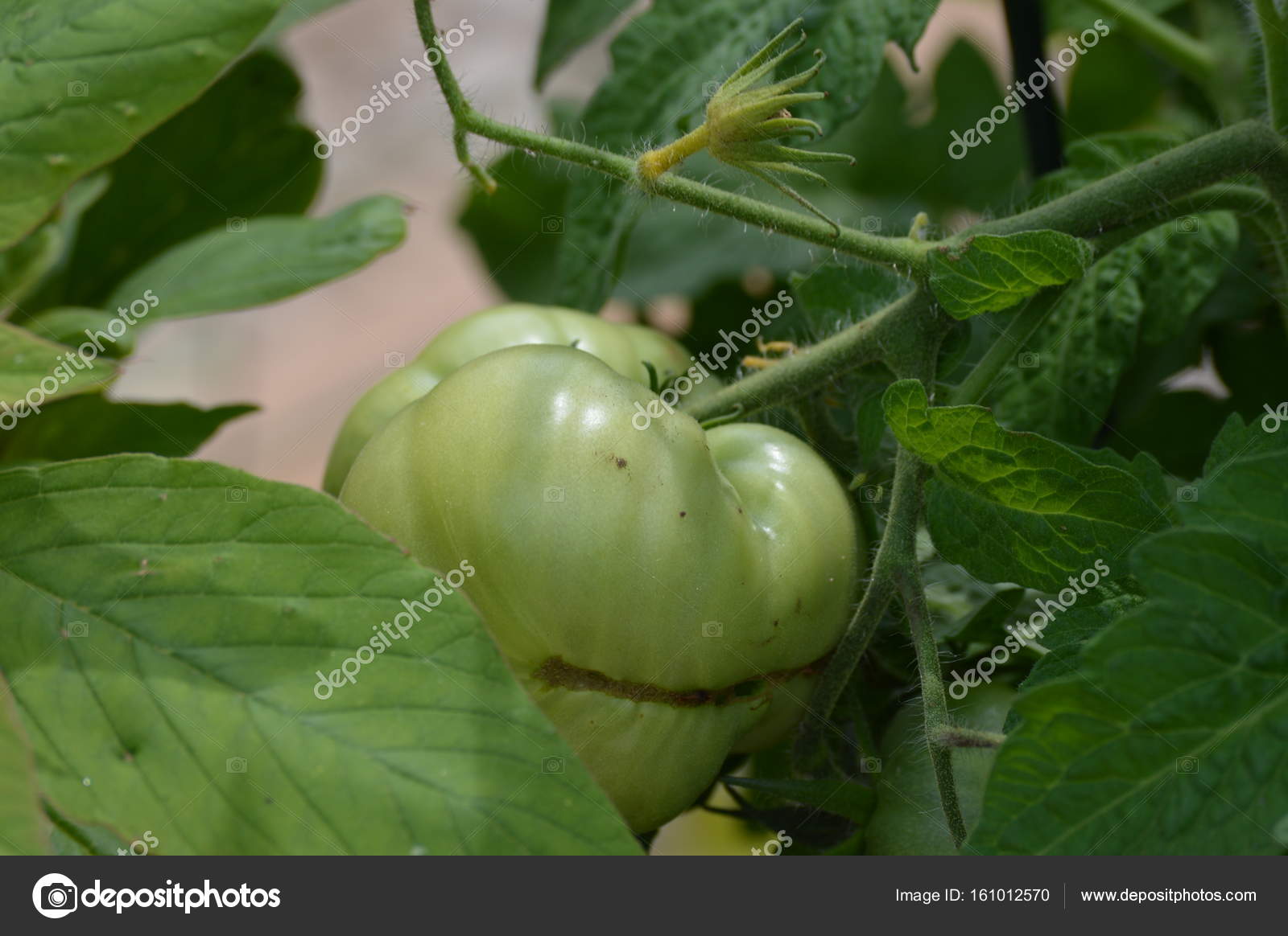 Tomato on the vine — Stock Photo © Trek13 #161012570