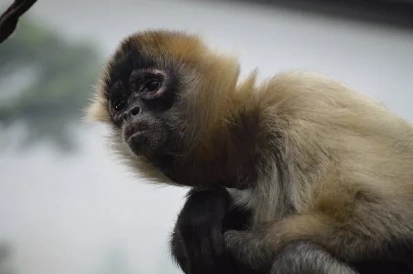 ใบหน้าสีขาว capuchin Stock Photos, Royalty Free ใบหน้าสีขาว capuchin ...