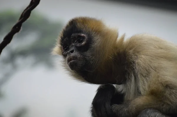 ใบหน้าสีขาว capuchin Stock Photos, Royalty Free ใบหน้าสีขาว capuchin ...