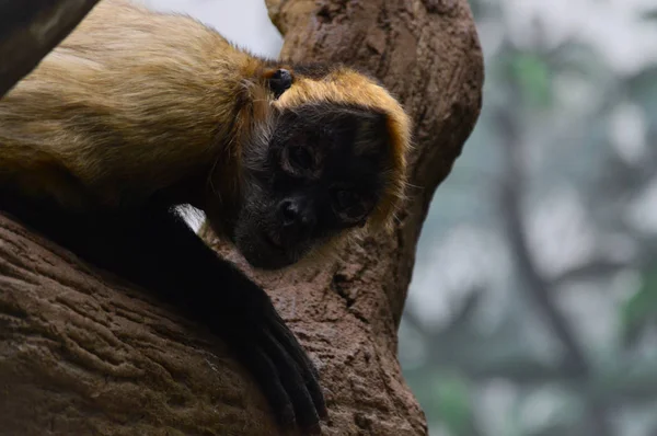 Free pexels howler monkey video download Stock Photos, Royalty Free ...