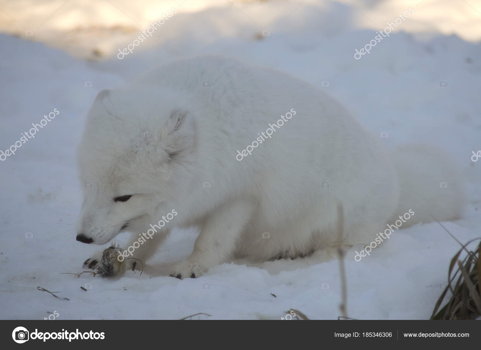 Arctic Fox Eating Mouse — Stock Photo © Trek13 #185346306