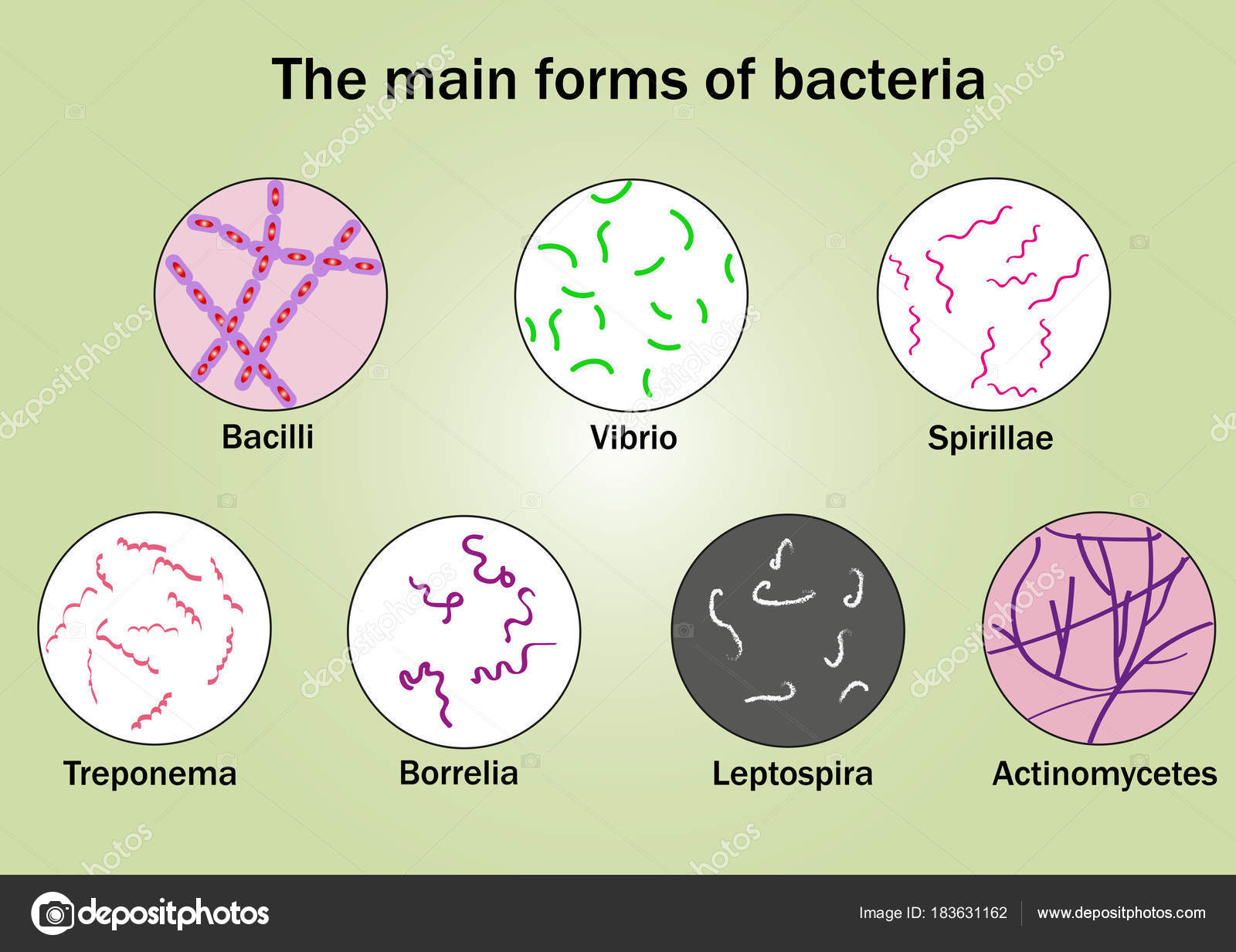 Types Of Bacteria