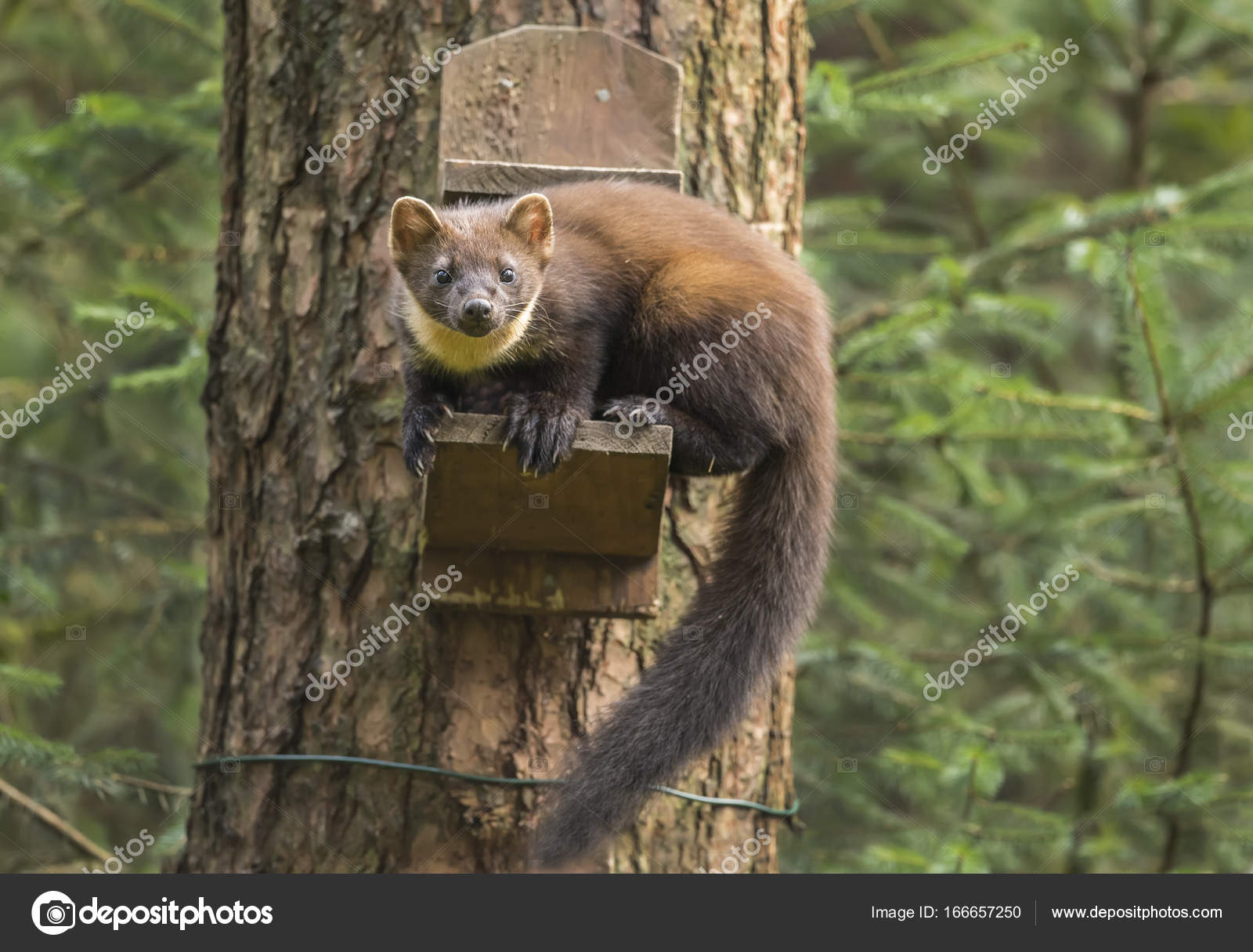 Pine marten on a bird feeder watching — Stock Photo © abiwarner #166657250