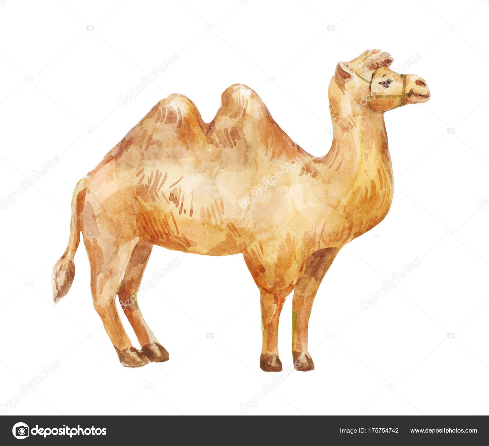 Hand drawn illustration of camel on white background. Stock ...