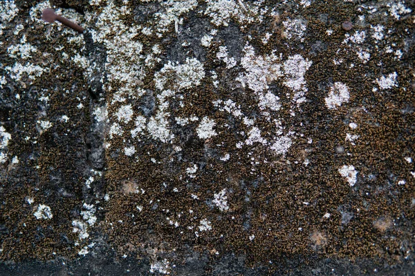 Bosta Fotos de Stock, Bosta Imagens sem royalties | Depositphotos