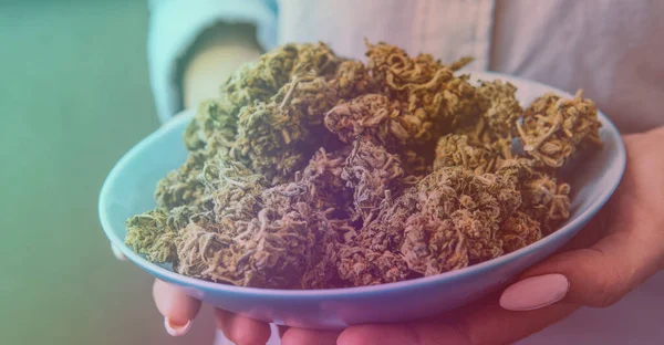 Growing sativa and indica strains indoor. - Stock Image - Everypixel