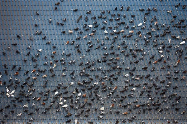 Bird faeces Images, Royalty-free Stock Bird faeces Photos & Pictures ...