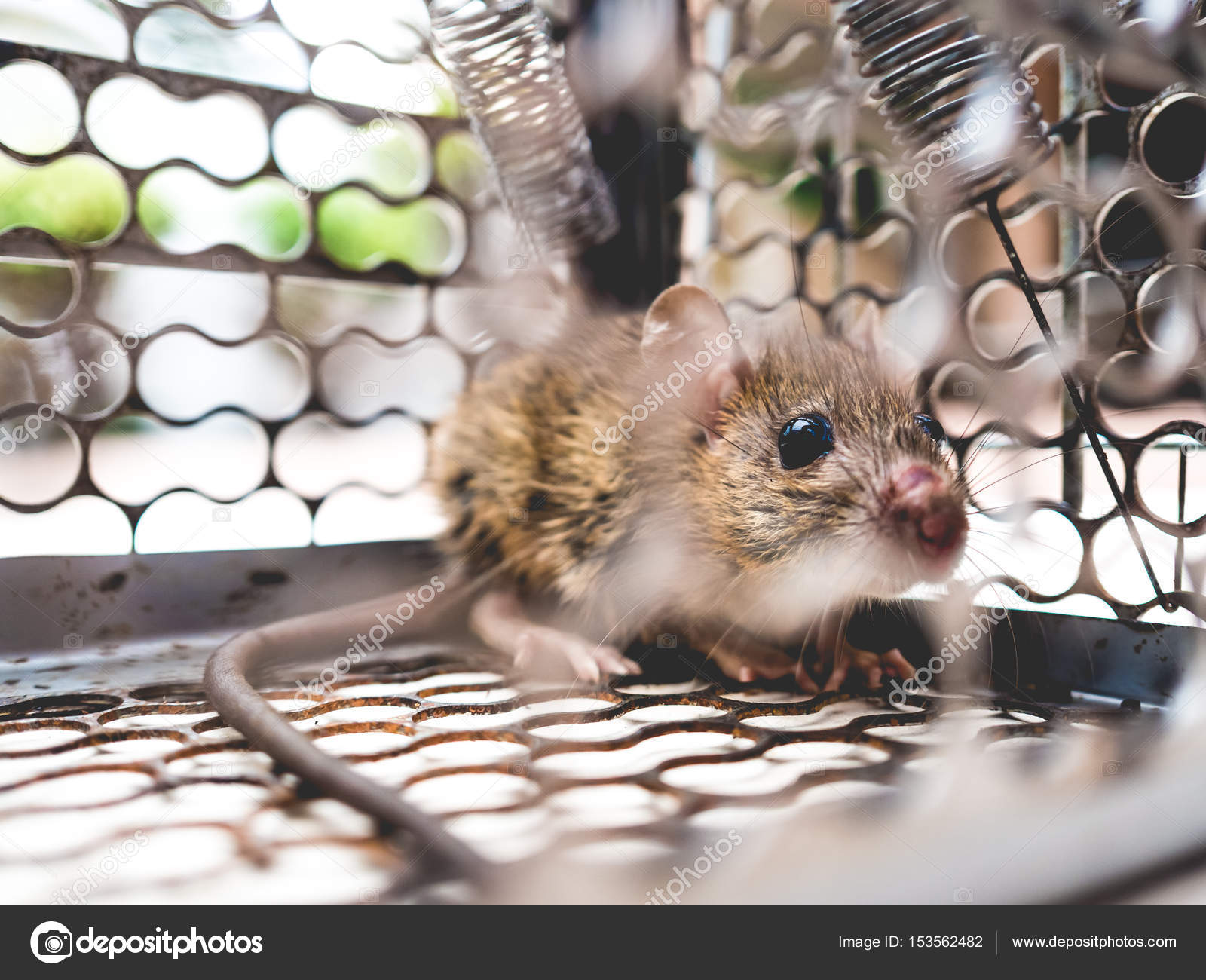 Rat trapped in a cage. — Stock Photo © sevendeman #153562482