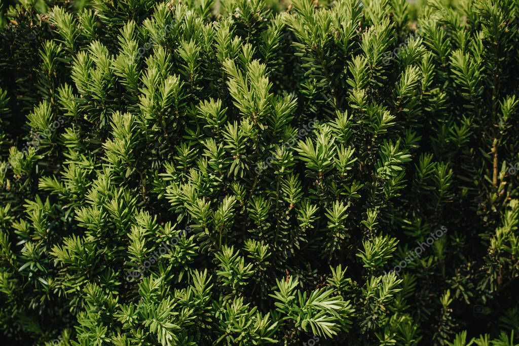 Textura de fondo con ramas verdes florecientes de arbustos y rboles con ...