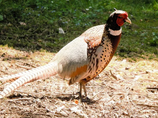 Canje pheasant Stock Photos, Royalty Free Canje pheasant Images ...
