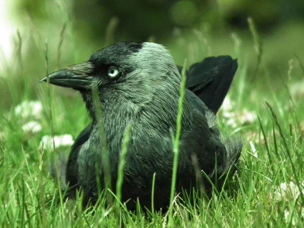Cuervo bebé fotos de stock, imágenes de Cuervo bebé sin royalties ...