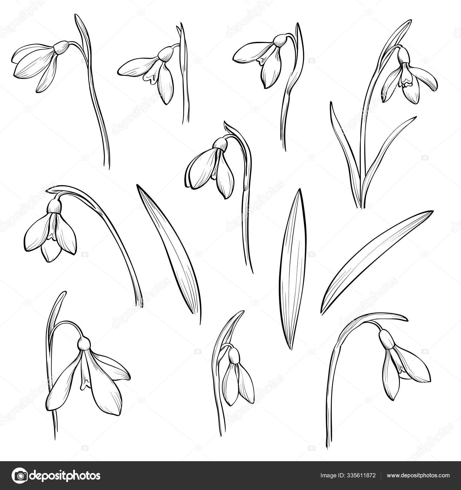 Snowdrop Flower Drawing